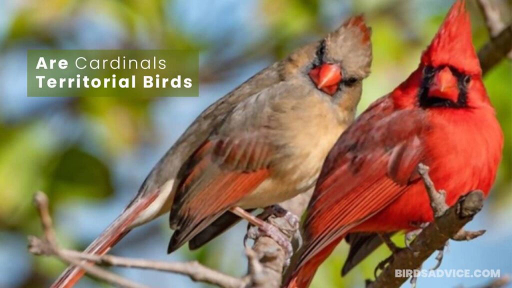 Are Cardinals Territorial Birds? Birds Advice Guide