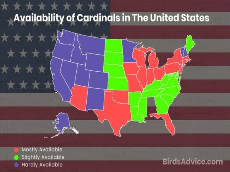 Are Cardinals Rare To See? Cardinals In North America