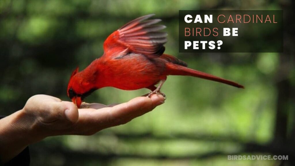 Can Cardinal Birds Be Pets? The Laws Of Owning Cardinals