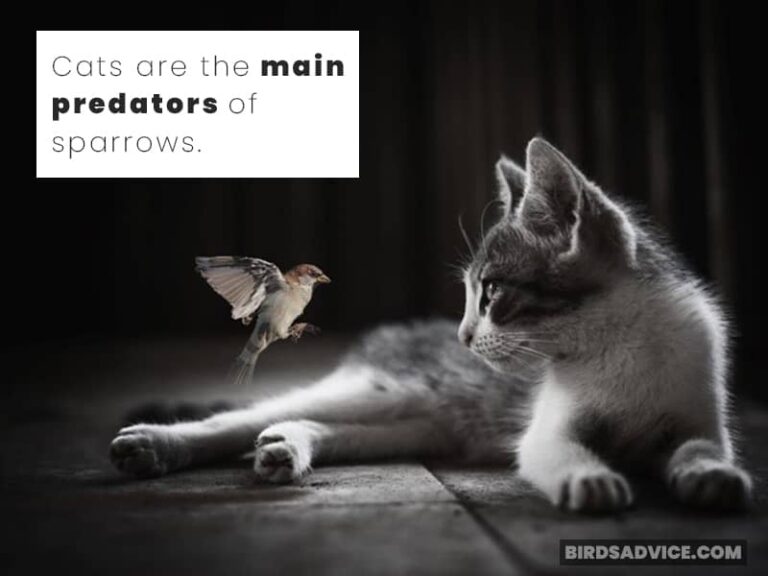 How Long Do Sparrows Live? The Lifespan Of Various Sparrows