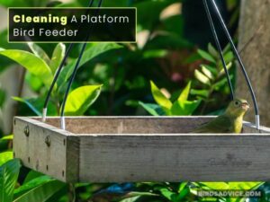8 Best Platform Bird Feeders That Can Blow Your Mind
