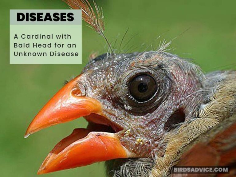 How Long Do Cardinals Live? Lifespan Of Various Cardinals