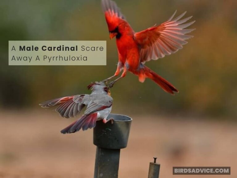 Are Cardinals Territorial Birds? Birds Advice Guide