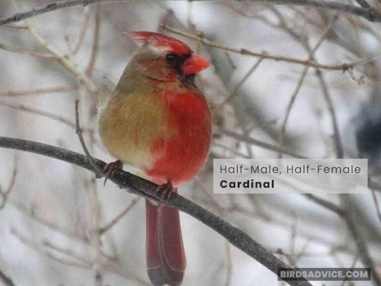 Are Cardinals Rare To See? Cardinals In North America