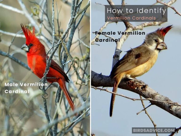 What Do Cardinals Look Like? Identification With Pictures