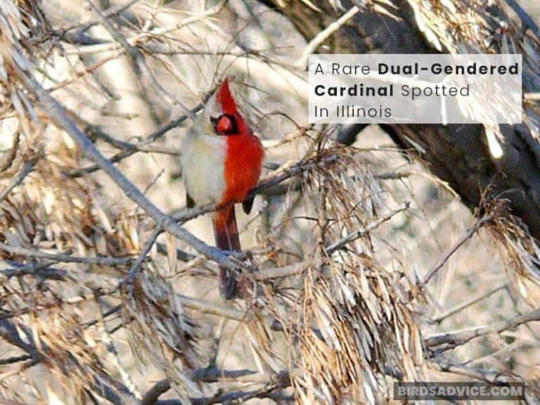 Can A Cardinal Be Half Male Half Female? Birds Advice