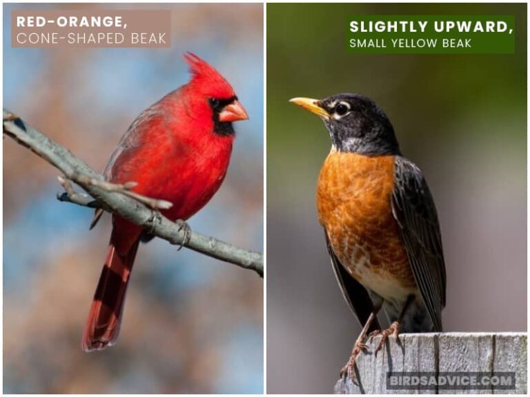 Robin VS Cardinal: What’s The Difference? Birds Advice