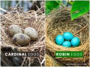 Robin VS Cardinal: What’s The Difference? Birds Advice