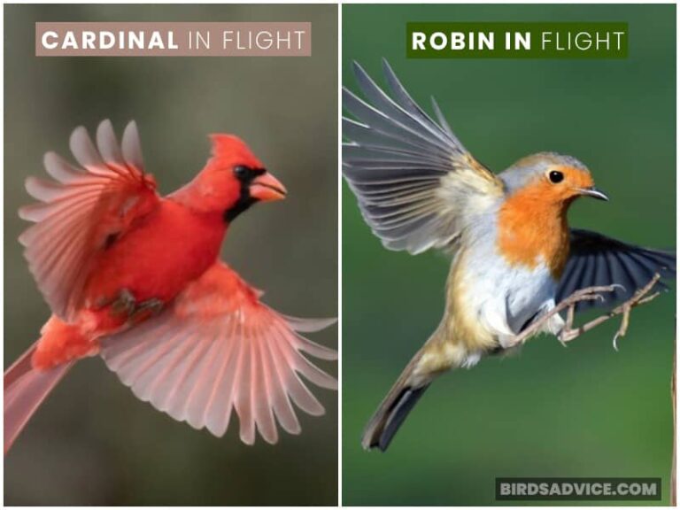 Robin VS Cardinal: What’s The Difference? Birds Advice