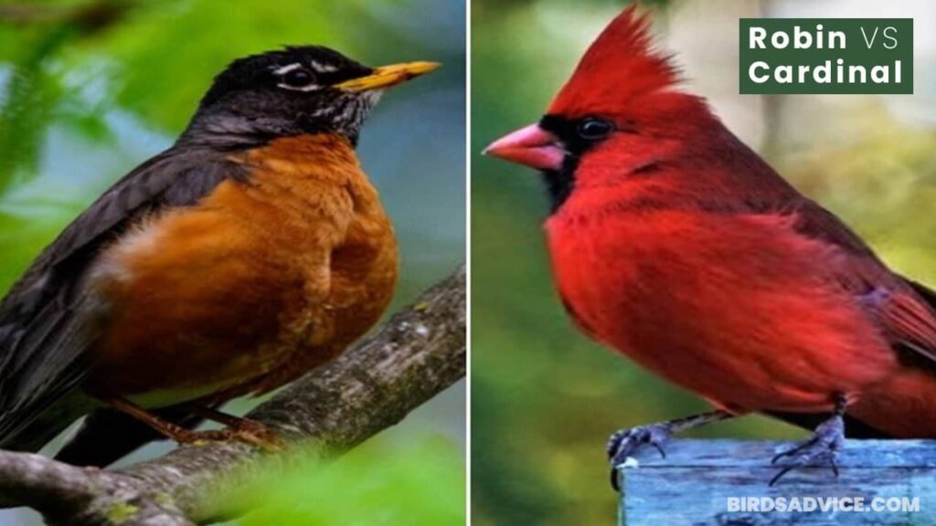Robin VS Cardinal: What’s The Difference? Birds Advice
