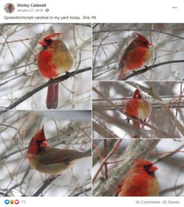 Can A Cardinal Be Half Male Half Female? Birds Advice