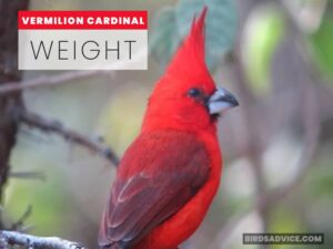 How Much Do Cardinals Weigh? Four Cardinals: Birds Advice