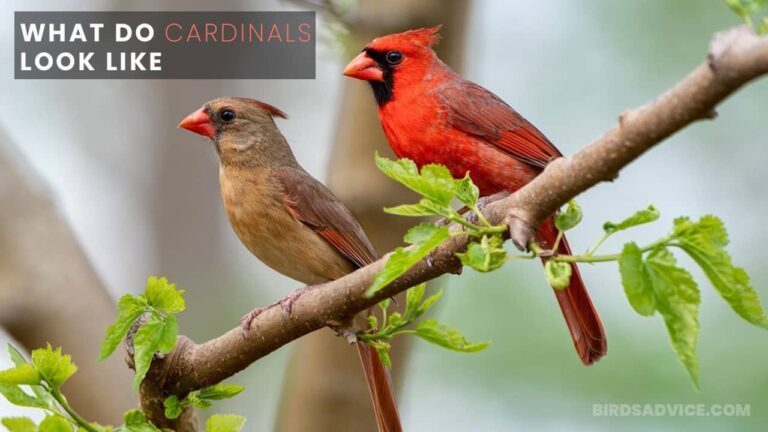 What Do Cardinals Look Like? Identification With Pictures