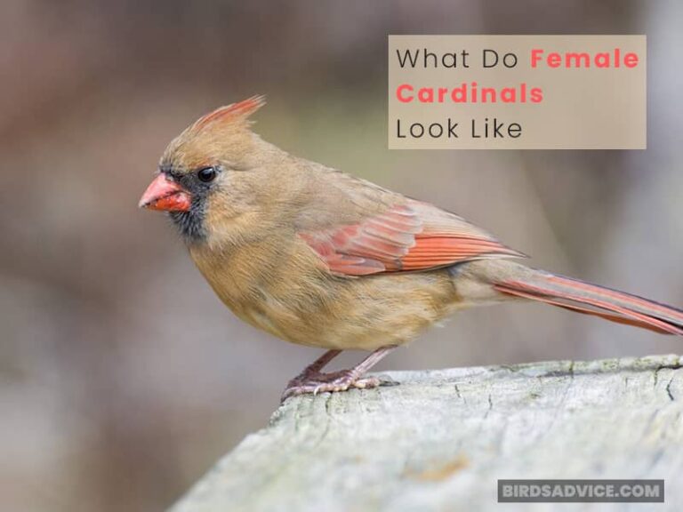 What Do Cardinals Look Like? Identification With Pictures