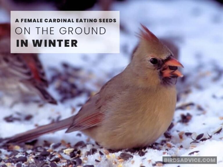 Do Cardinals Migrate? A Guide OF Winter Cardinals