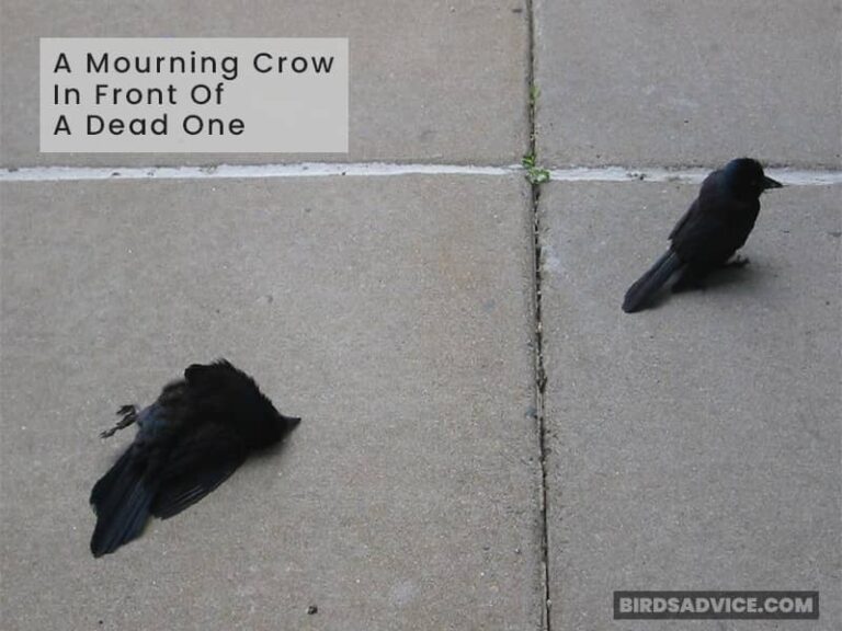 Why Are Crows Associated With Death? Birds Advice