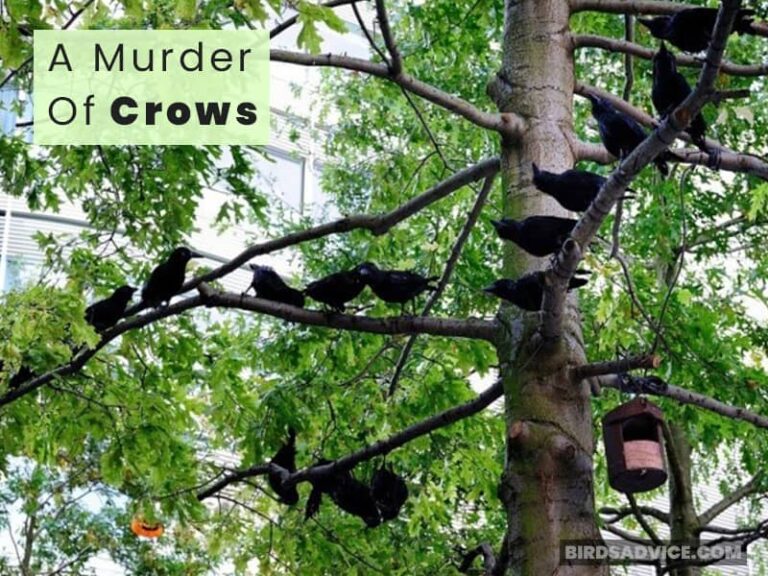 Why Are Crows Associated With Death? Birds Advice