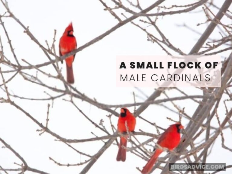Do Cardinals Migrate? A Guide OF Winter Cardinals