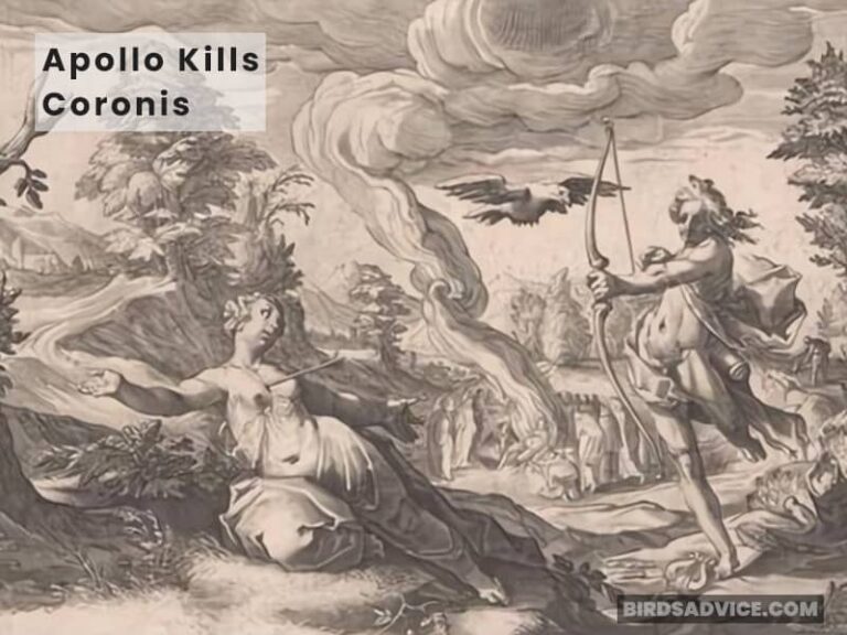 Why Are Crows Black? The Reasons You May Never Know