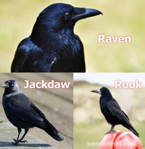 Are Crows Nocturnal Or Diurnal? Birds Advice Guide