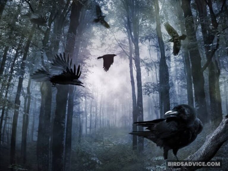 Where Do Crows Sleep At Night? Birds Advice
