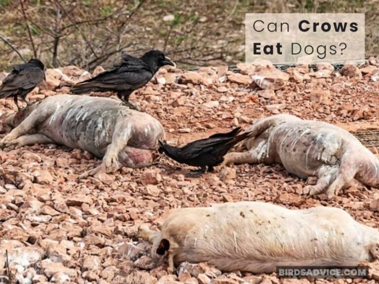 Do Crows Attack Dogs? Birds Advice