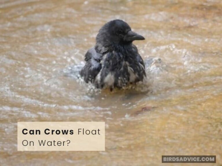 Can Crows Swim? Or Float On Water Then Fly Again?