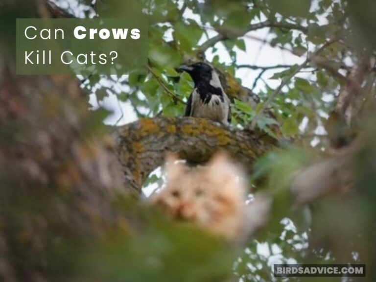 Do Crows Attack Cats? Birds Advice