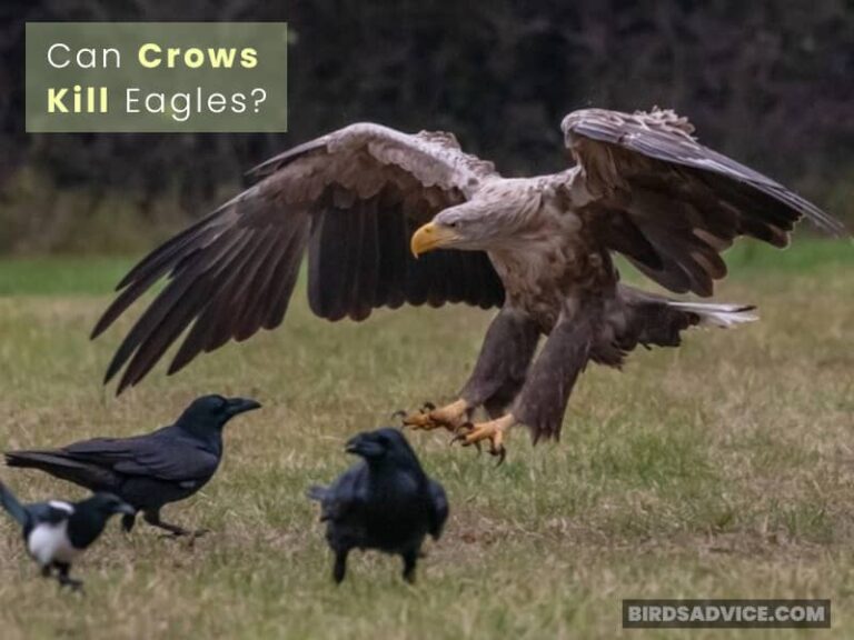 Do Crows Attack Eagles? Birds Advice