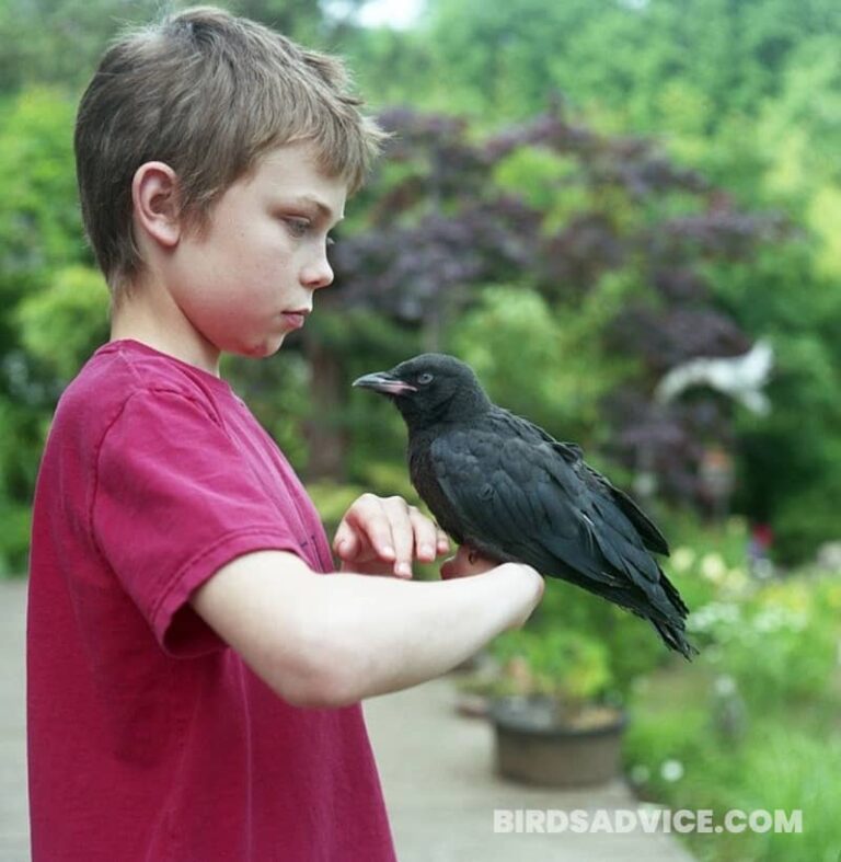 Can Crows Sense Death? Do They Have Supernatural Power?