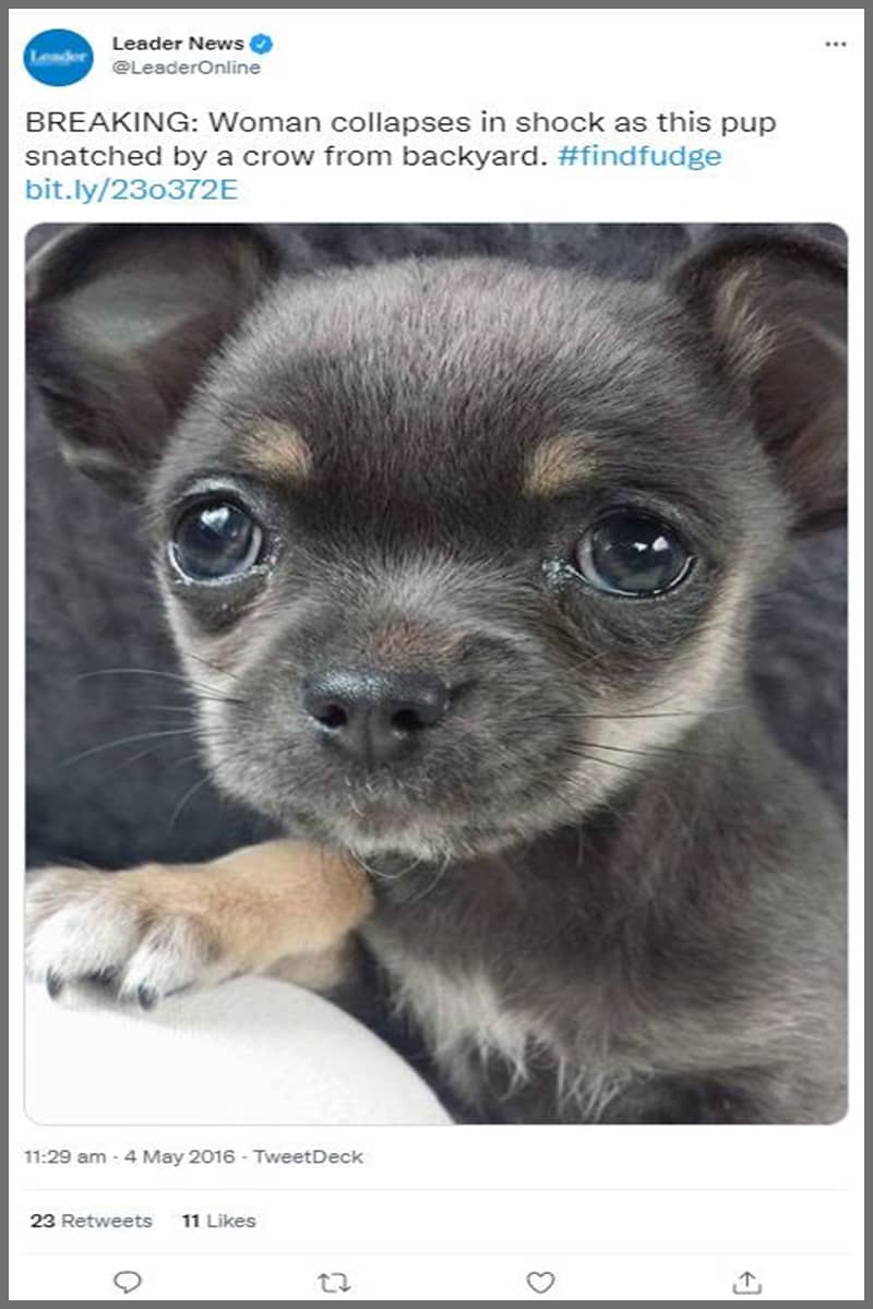 Do Crows Attack Dogs? Birds Advice