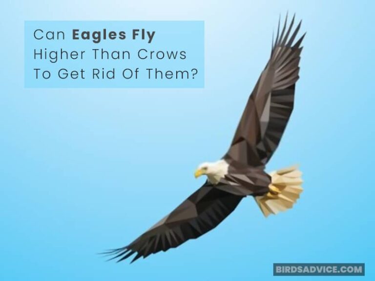 Do Crows Attack Eagles? Birds Advice