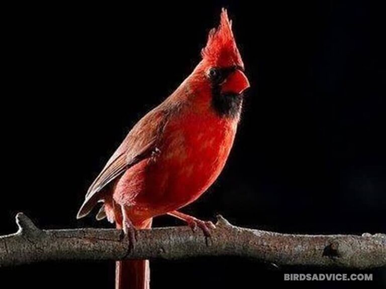 Where Do Cardinals Sleep At Night? Birds Advice Guide
