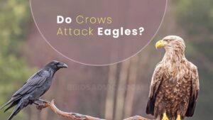 Do Crows Attack Eagles? Birds Advice