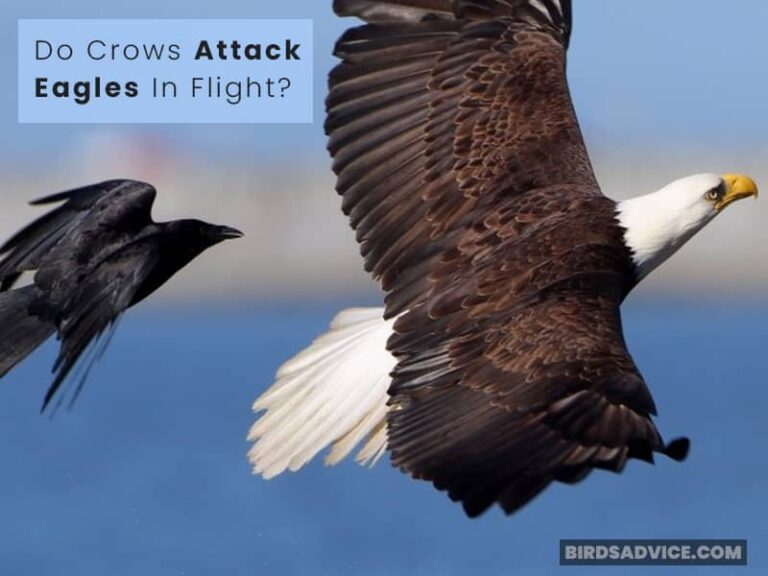 Do Crows Attack Eagles? Birds Advice