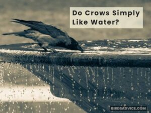 Can Crows Swim? Or Float On Water Then Fly Again?