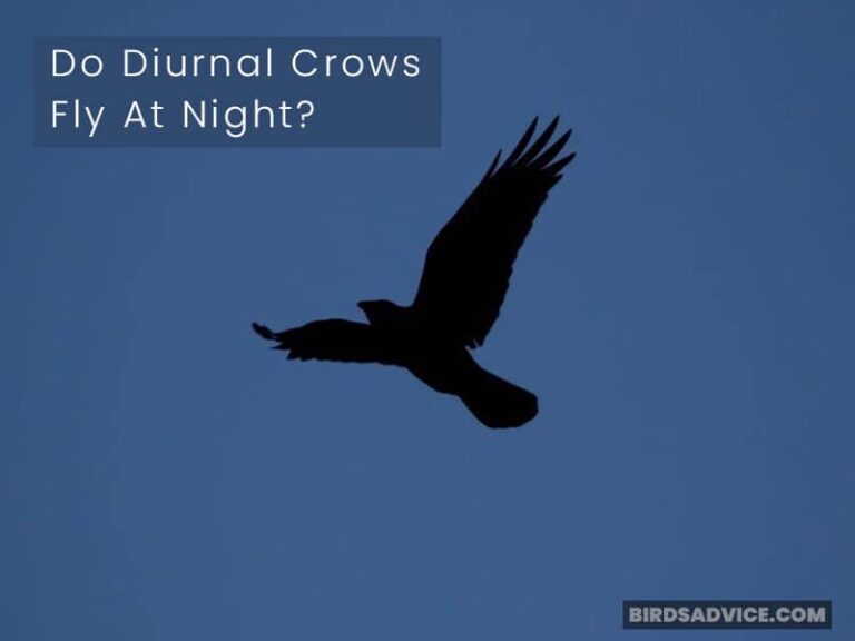 Are Crows Nocturnal Or Diurnal? Birds Advice Guide