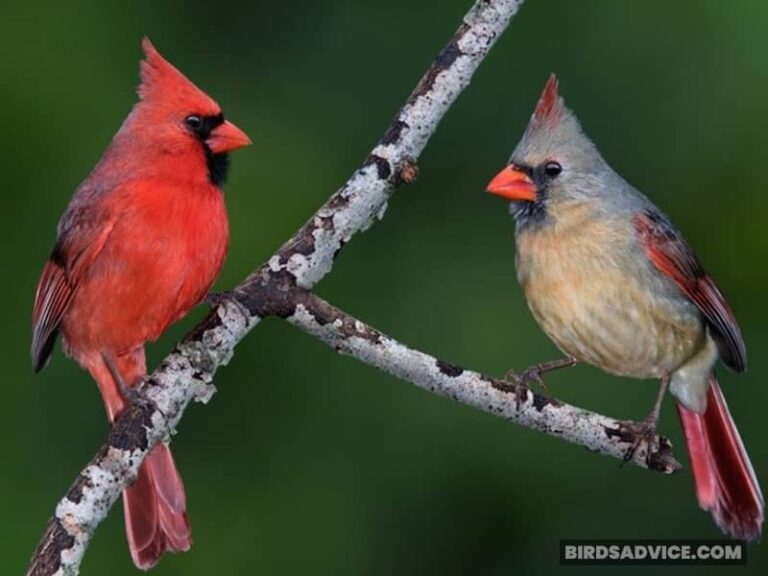 Where Do Cardinals Sleep At Night? Birds Advice Guide