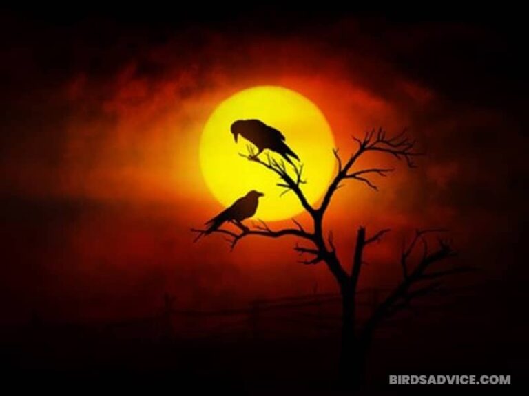 Where Do Crows Sleep At Night? Birds Advice