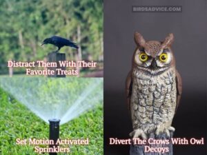 Do Crows Attack Dogs? Birds Advice