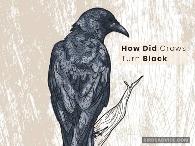 Why Are Crows Black? The Reasons You May Never Know