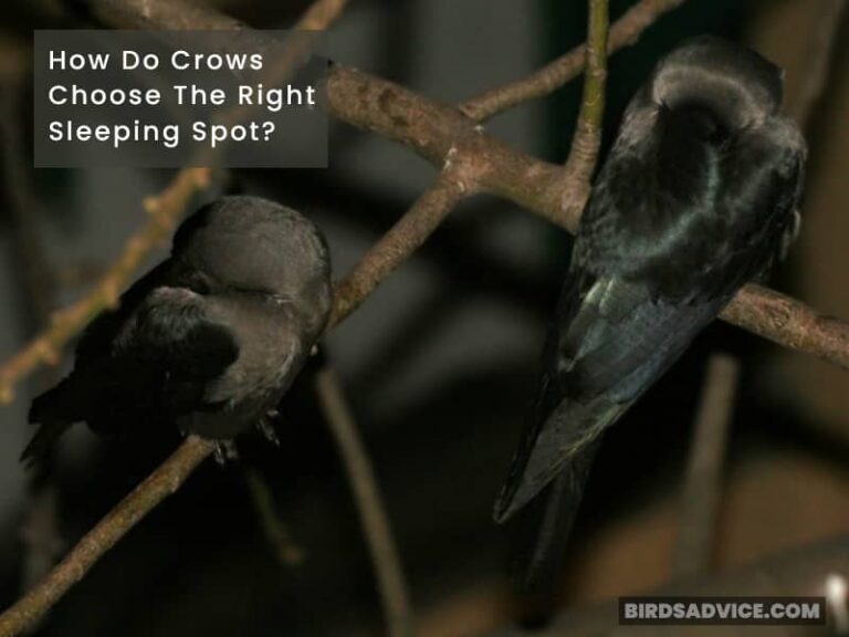 Where Do Crows Sleep At Night? Birds Advice