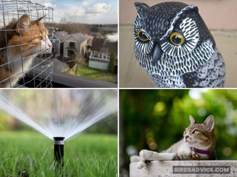 Do Crows Attack Cats? Birds Advice