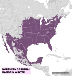 Do Cardinals Migrate? A Guide OF Winter Cardinals