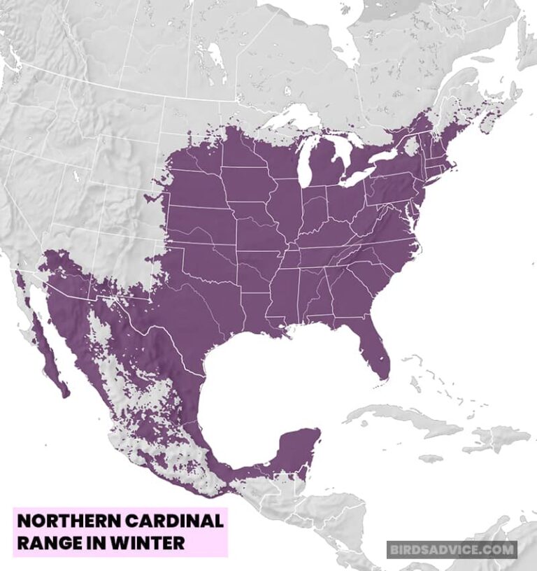 Do Cardinals Migrate? A Guide OF Winter Cardinals