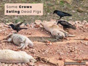 Why Are Crows Associated With Death? Birds Advice