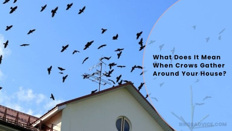 What Does It Mean When Crows Gather Around Your House?