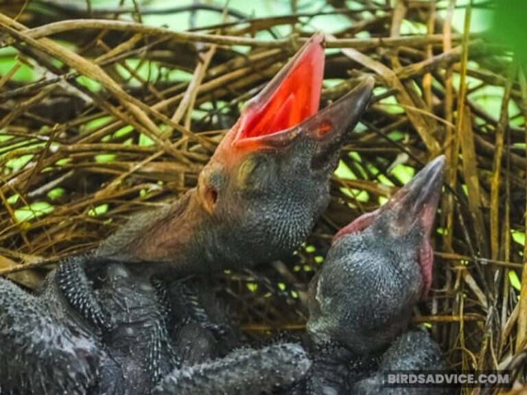 Do Crows Attack Cats? Birds Advice