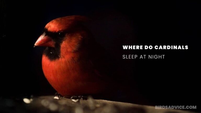 Where Do Cardinals Sleep At Night? Birds Advice Guide