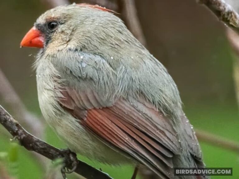 Where Do Cardinals Sleep At Night? Birds Advice Guide